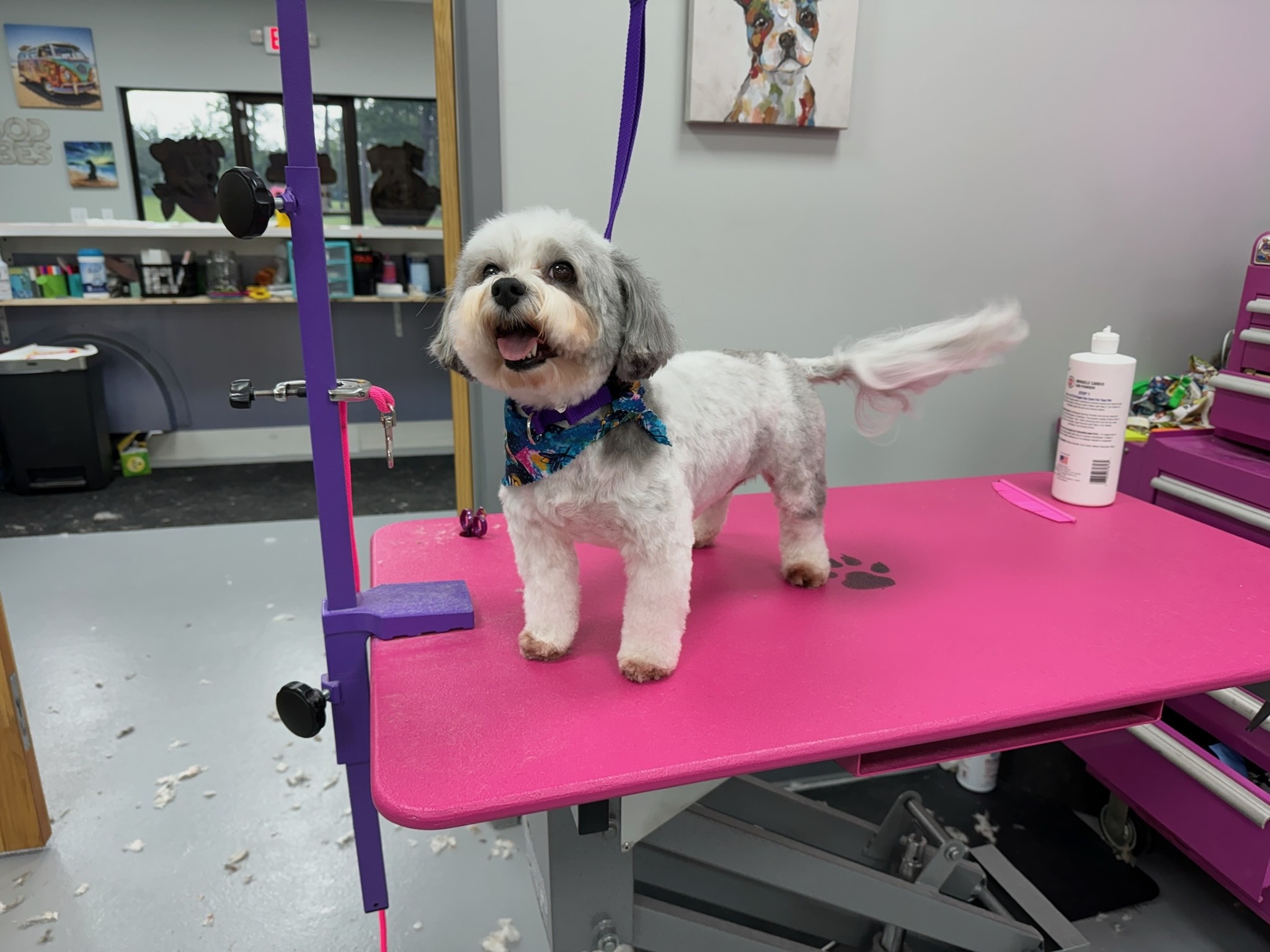 How Often Should You Groom Your Dog? (And Why It Matters)